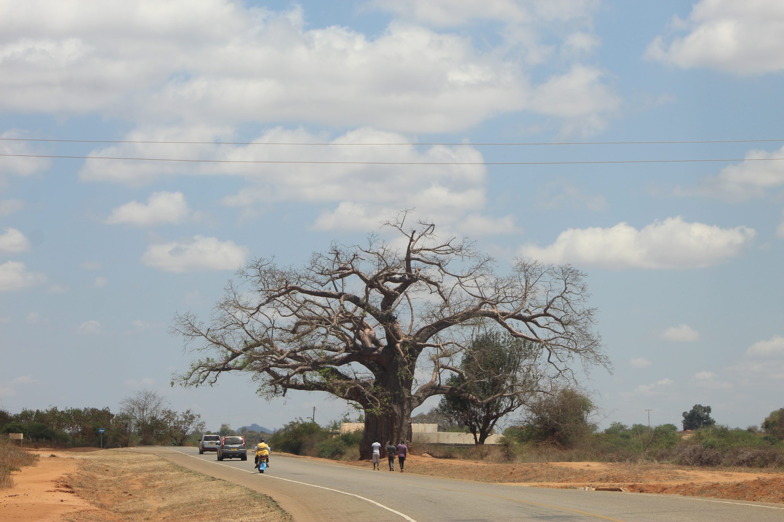 Why women are saving Africa's 'tree of life' - African Women in Media